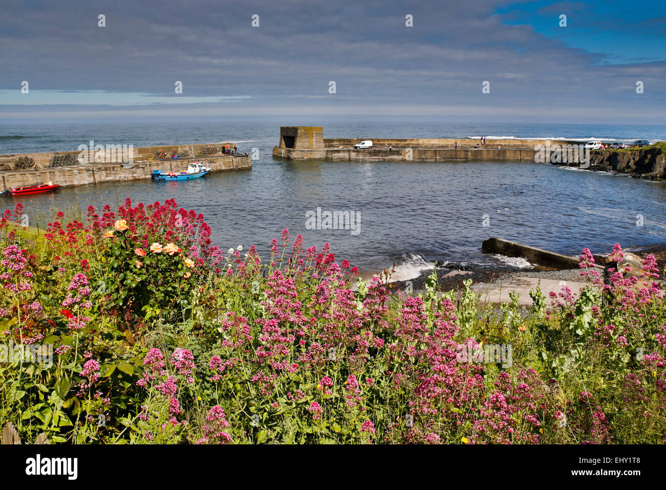 Craster; Harbour; Northumberland; UK Stock Photo - Alamy