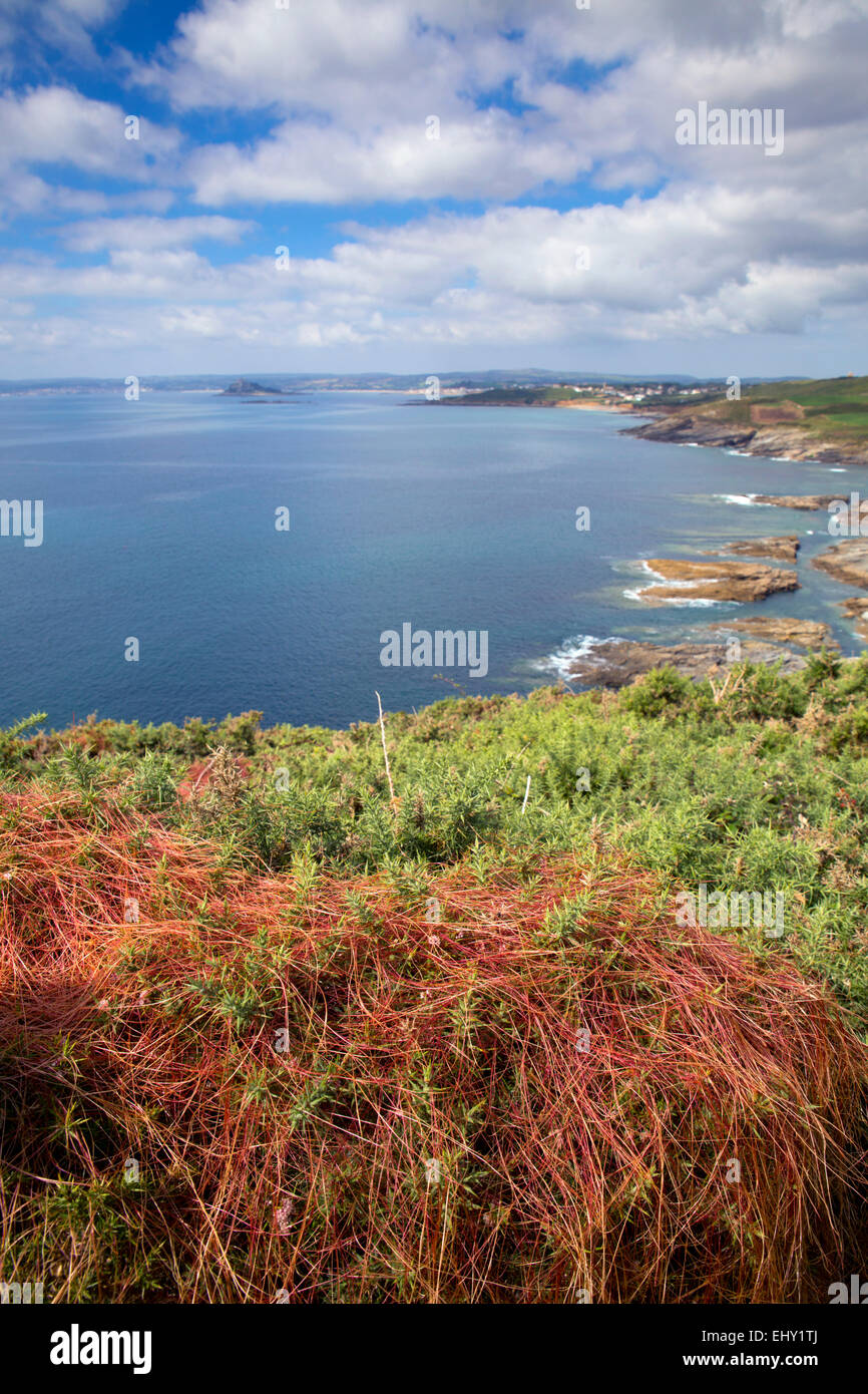 Cudden Point; Dodder on Gorse; Looking Towards St Michael's Mount ...