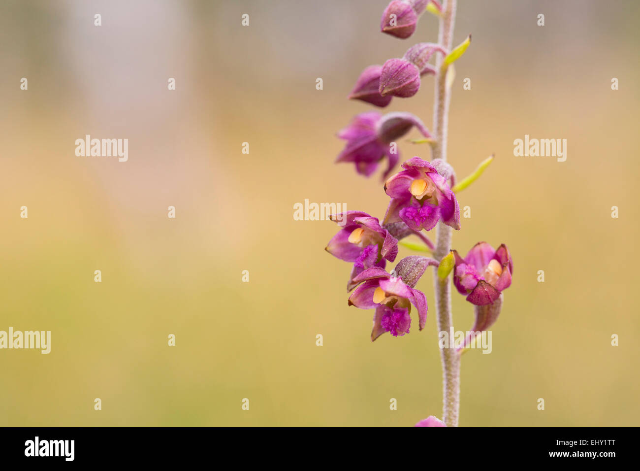 Dark red helleborine hi-res stock photography and images - Alamy