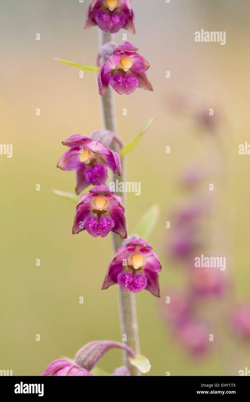 Dark red helleborine hi-res stock photography and images - Alamy