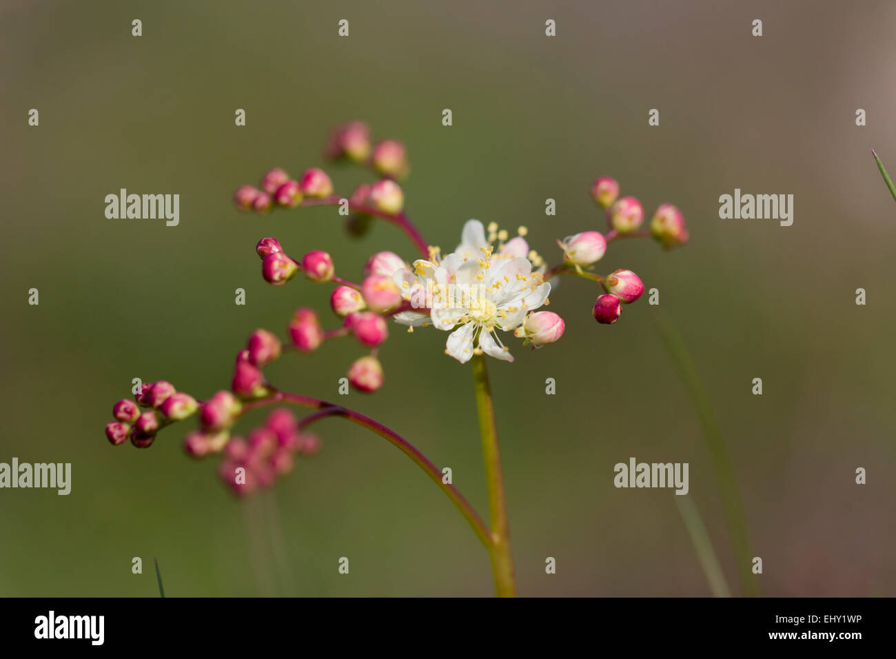 Dropwort; Filipendula vulgaris Flower; Cornwall; UK Stock Photo - Alamy