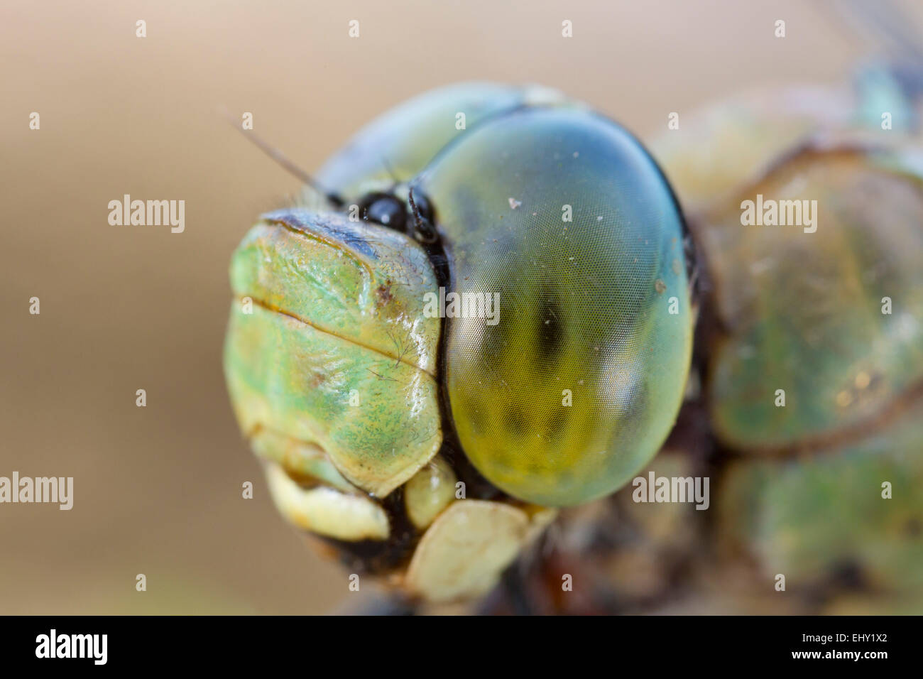 Emperor dragonfly head hi-res stock photography and images - Alamy