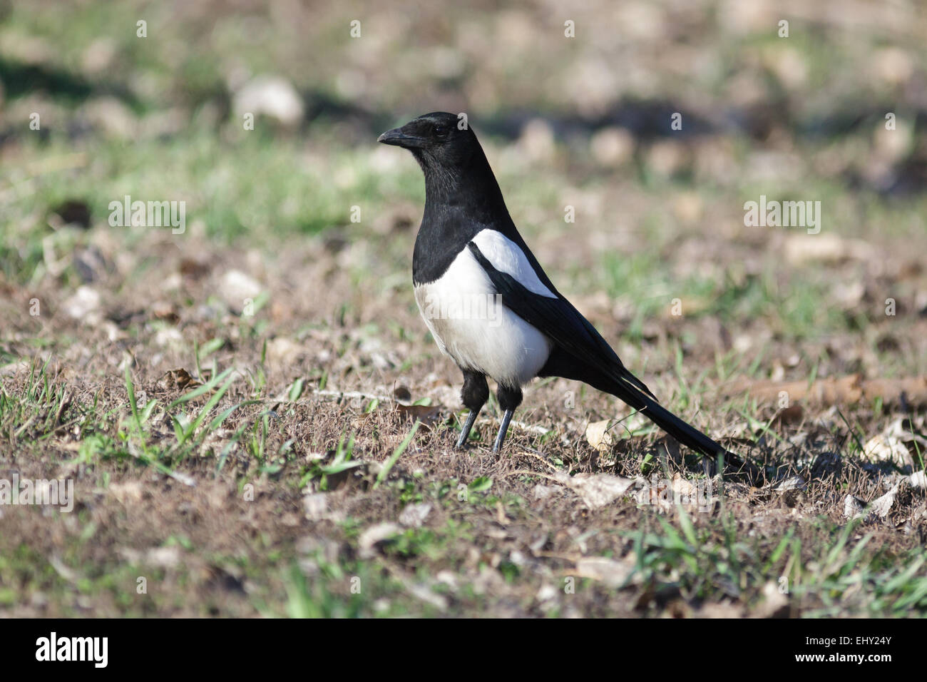 Magpie (Pica pica). Russia, Omsk Stock Photo - Alamy