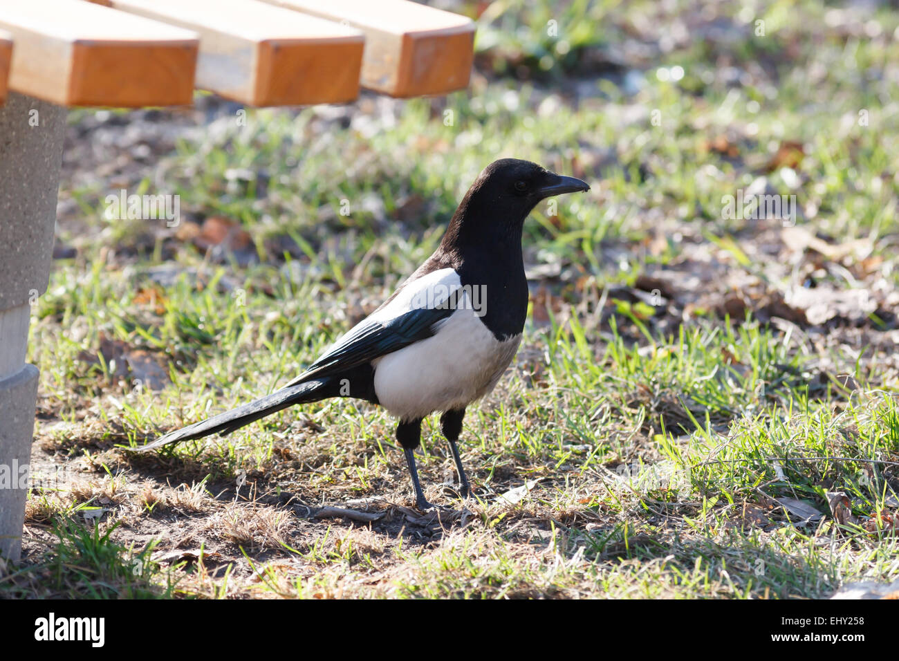 Magpie (Pica pica). Russia, Omsk Stock Photo - Alamy