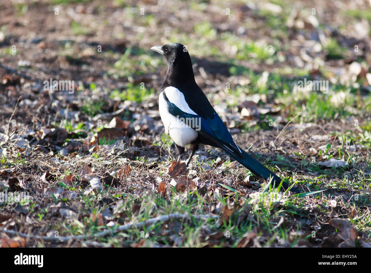 Magpie (Pica pica). Russia, Omsk Stock Photo - Alamy