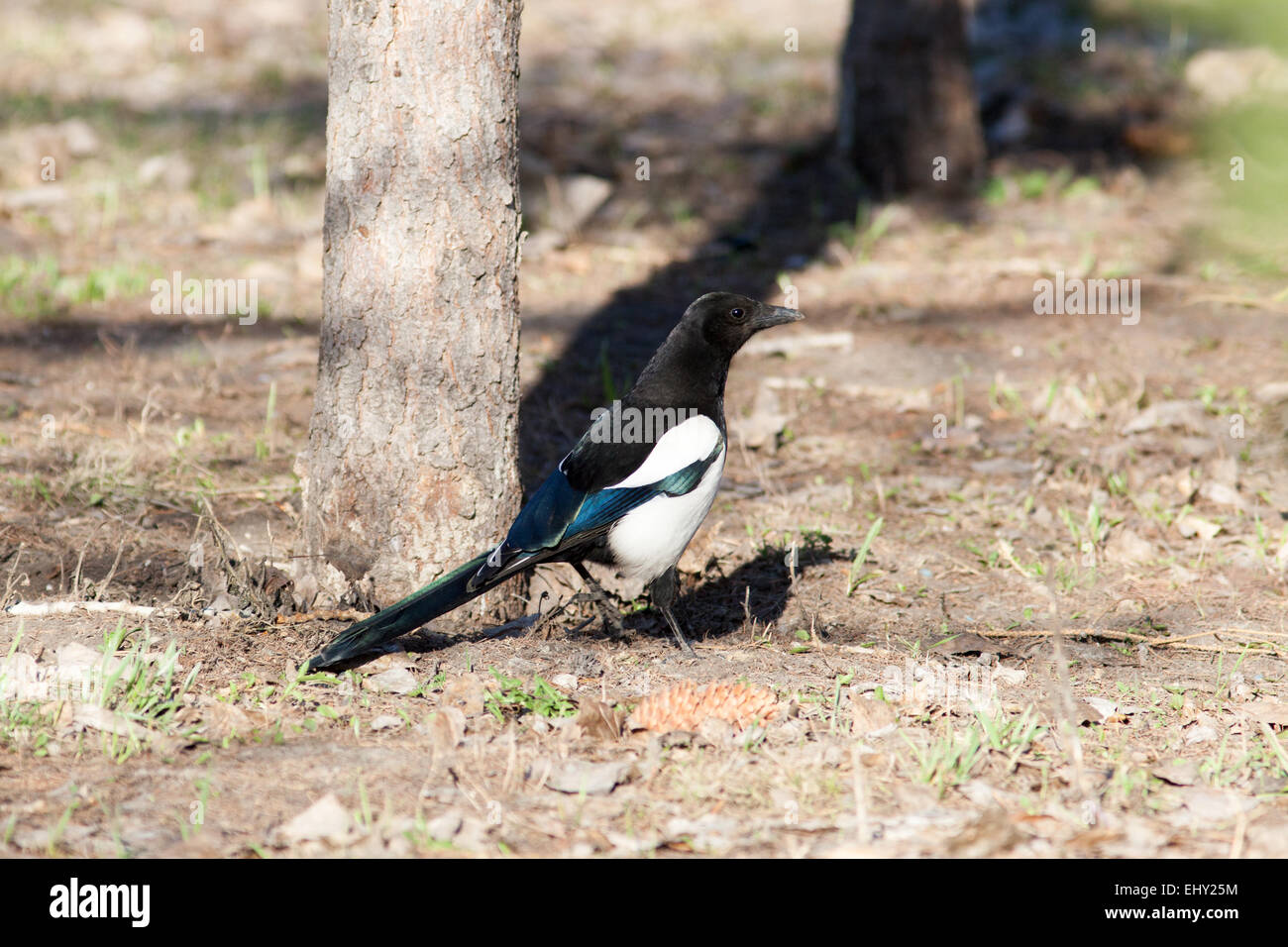 Magpie (Pica pica). Russia, Omsk Stock Photo - Alamy