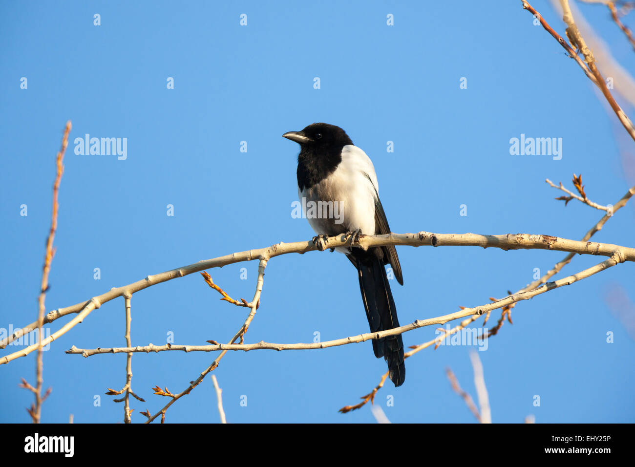 Zapovednik hi-res stock photography and images - Alamy