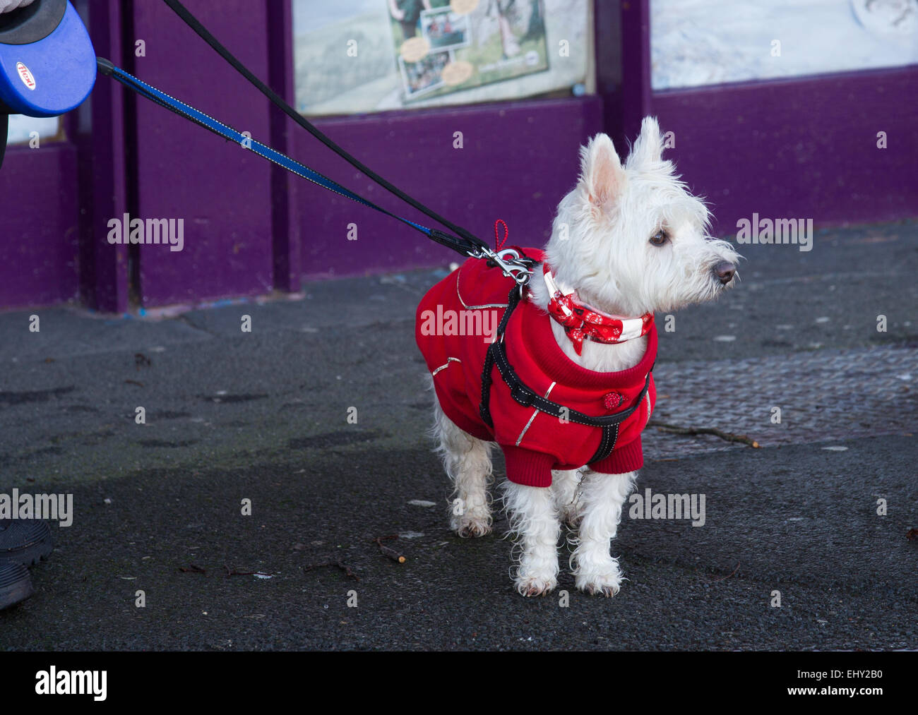 Small dog jacket cold hi-res stock photography and images - Alamy