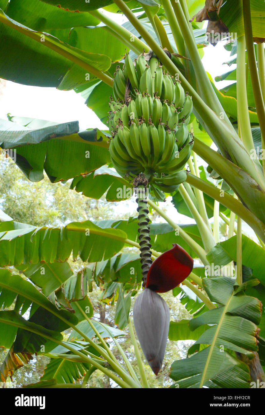 Banana palm hi-res stock photography and images - Alamy