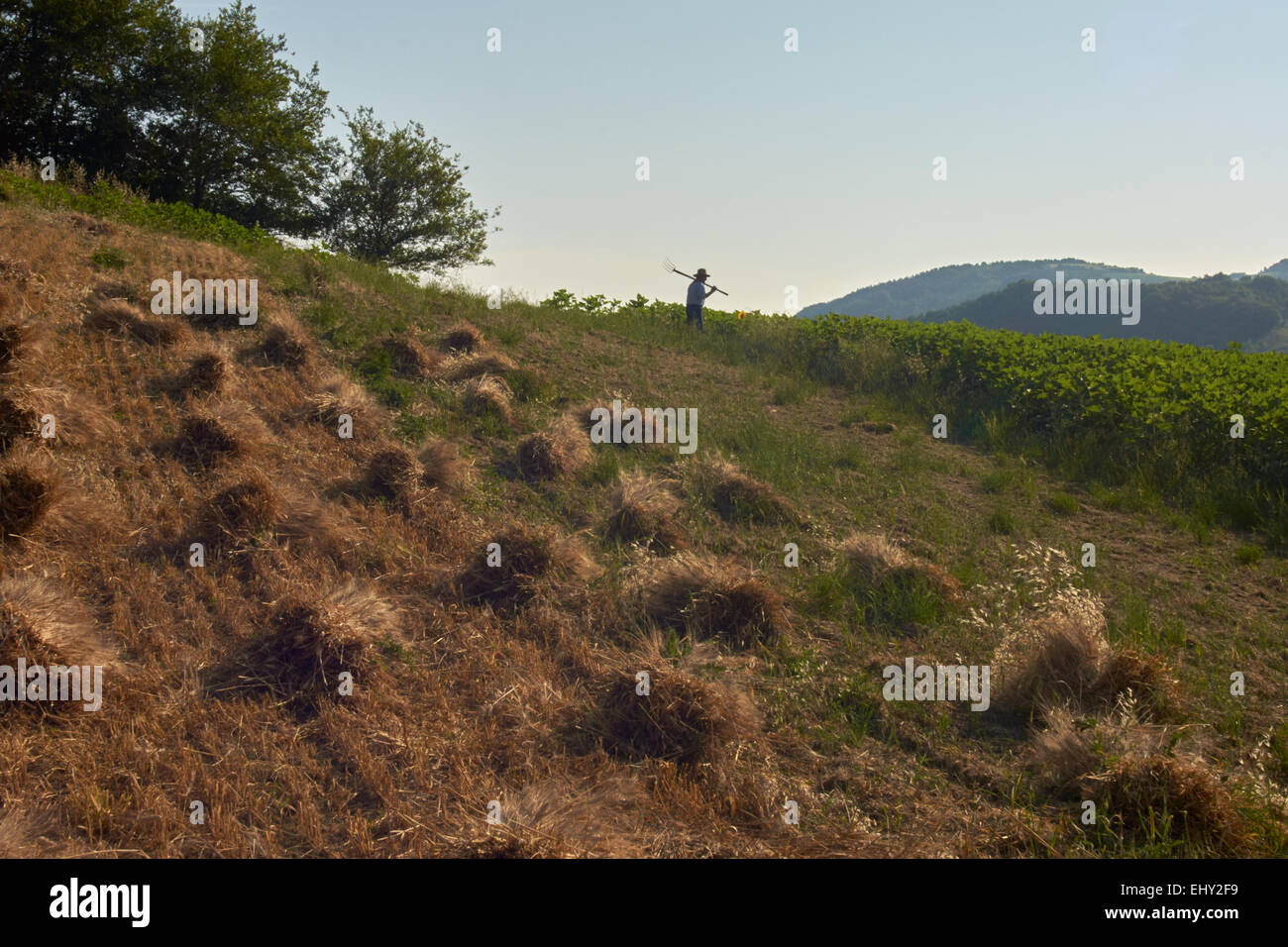 Reaping wheat crop using old fashioned 1950s methods Stock Photo - Alamy