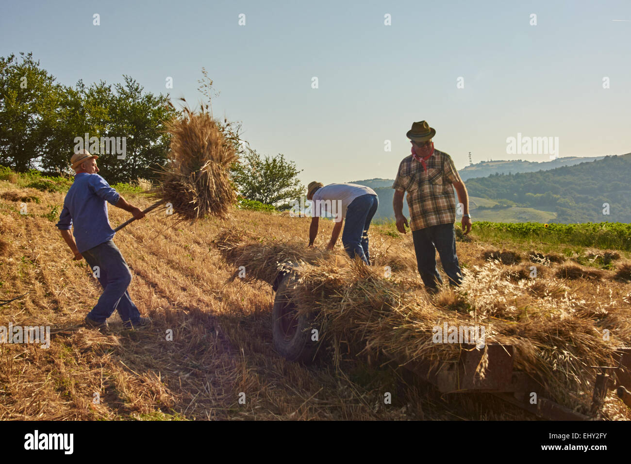 Reaping wheat crop using old fashioned 1950s methods Stock Photo - Alamy