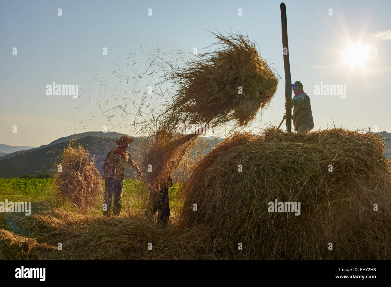 Reaping wheat crop using old fashioned 1950s methods Stock Photo - Alamy