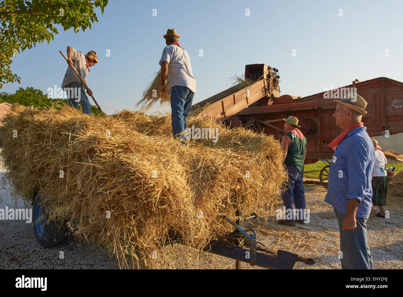 Reaping wheat crop using old fashioned 1950s methods Stock Photo - Alamy