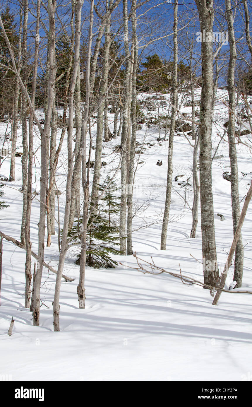 Desert oak trees hi-res stock photography and images - Alamy
