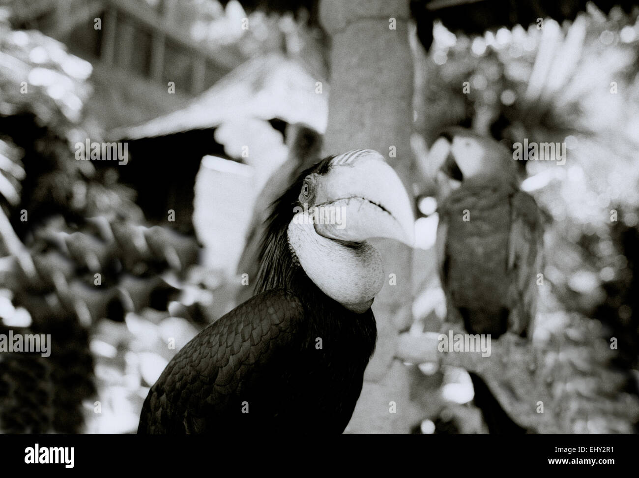 Toucan in Ubud in Bali in Indonesia in Southeast Asia. Bird Birds Beak ...