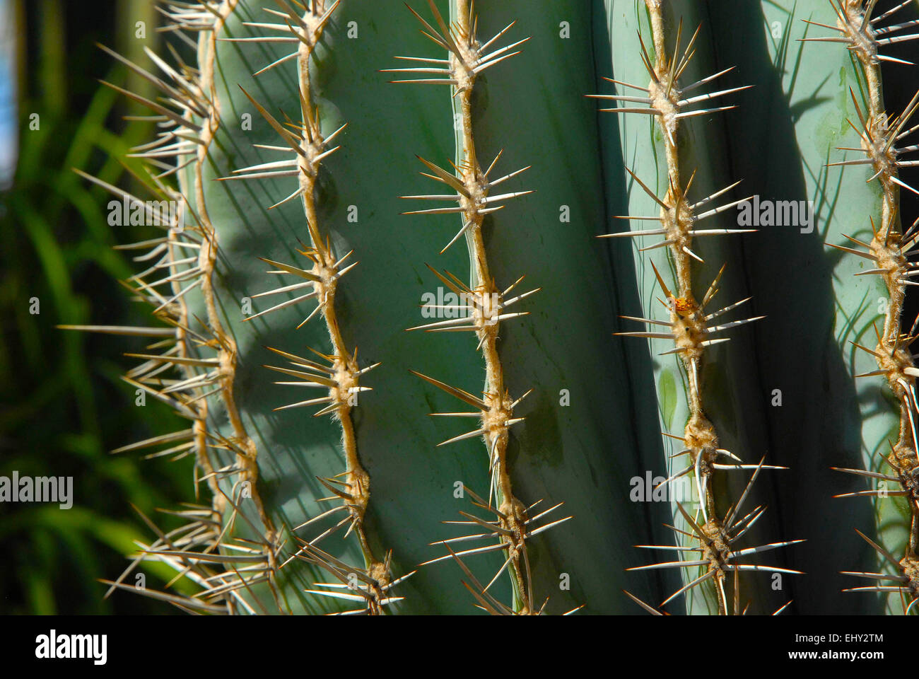 close up cactus Stock Photo - Alamy