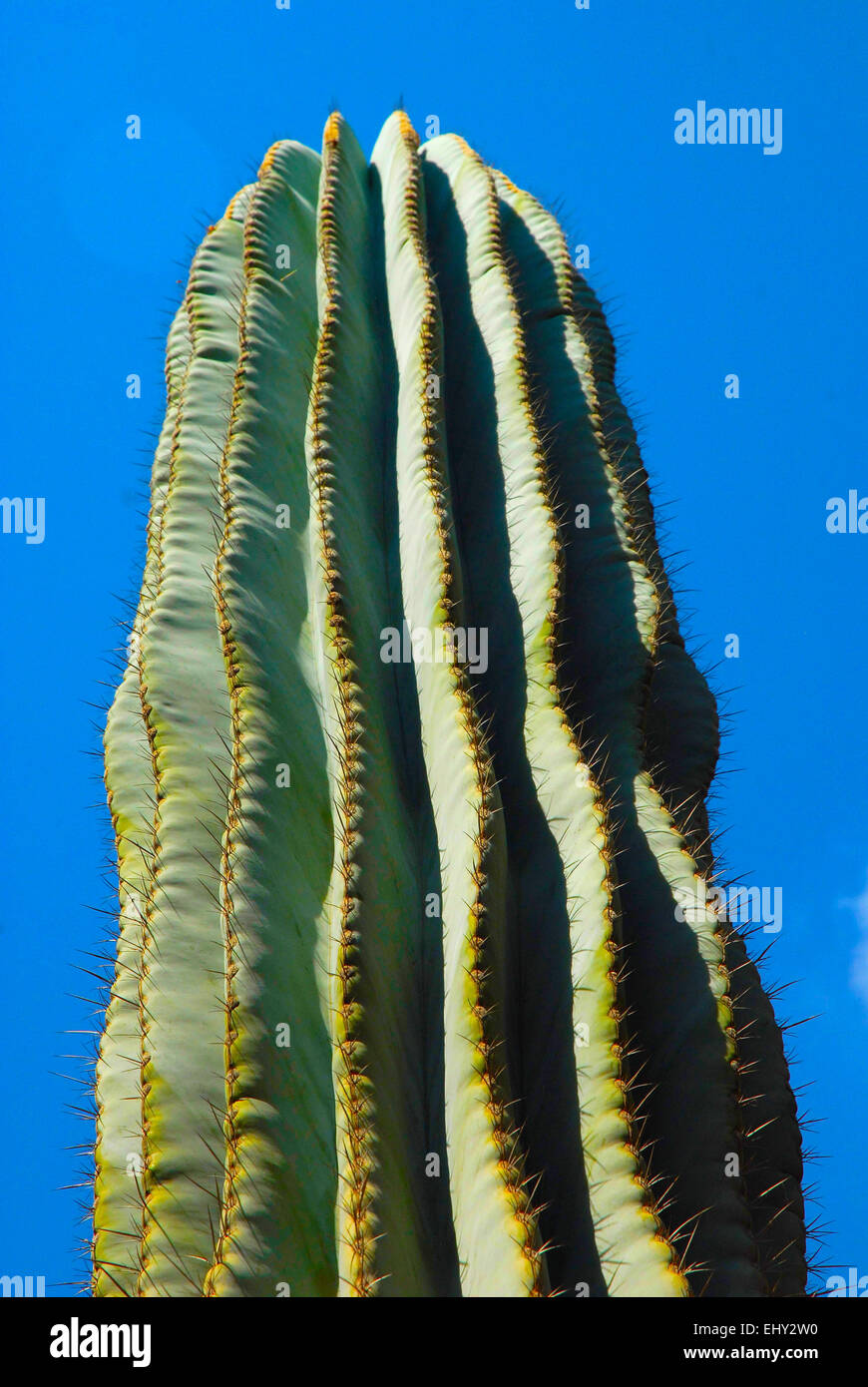 Vertical morocco cactus hi-res stock photography and images - Alamy