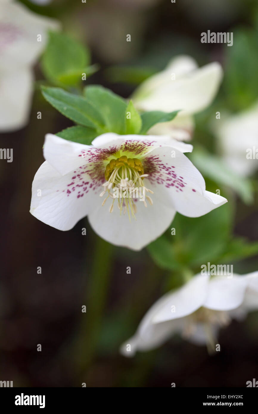 White winter hellebores hi-res stock photography and images - Alamy