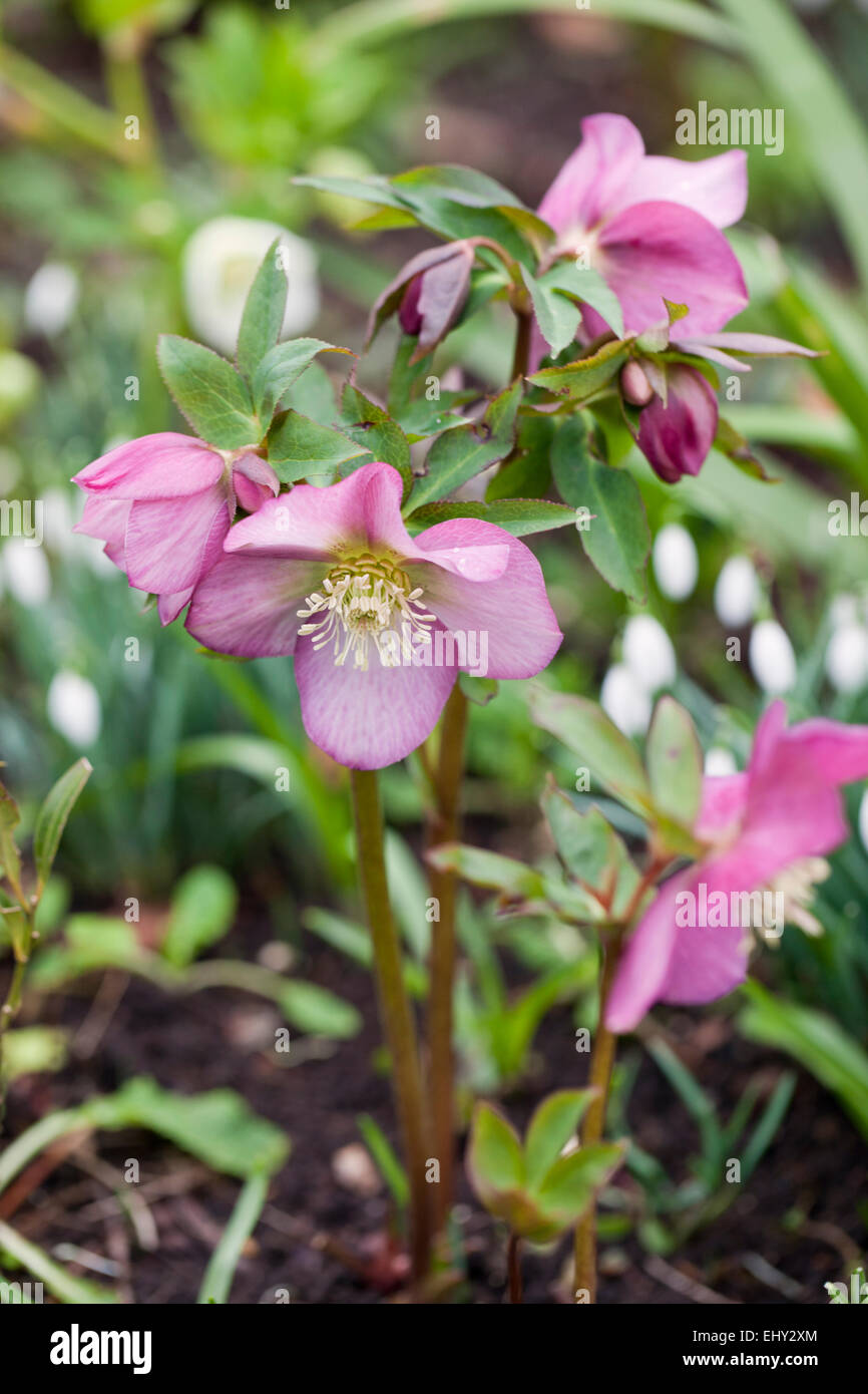 Spring Border Hellebores Stock Photos & Spring Border Hellebores Stock ...