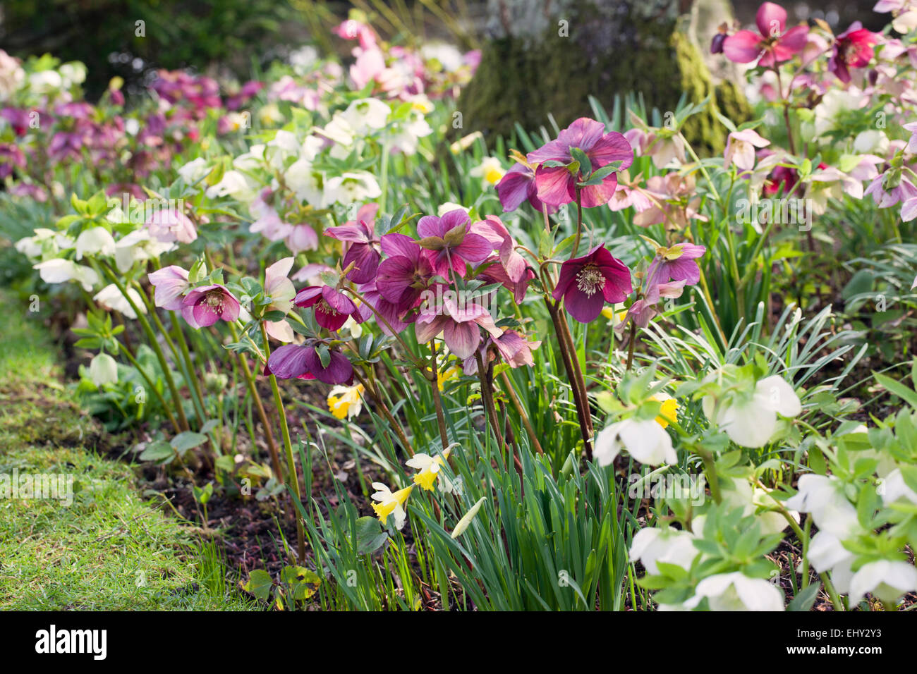 Spring Border Hellebores Stock Photos & Spring Border Hellebores Stock ...