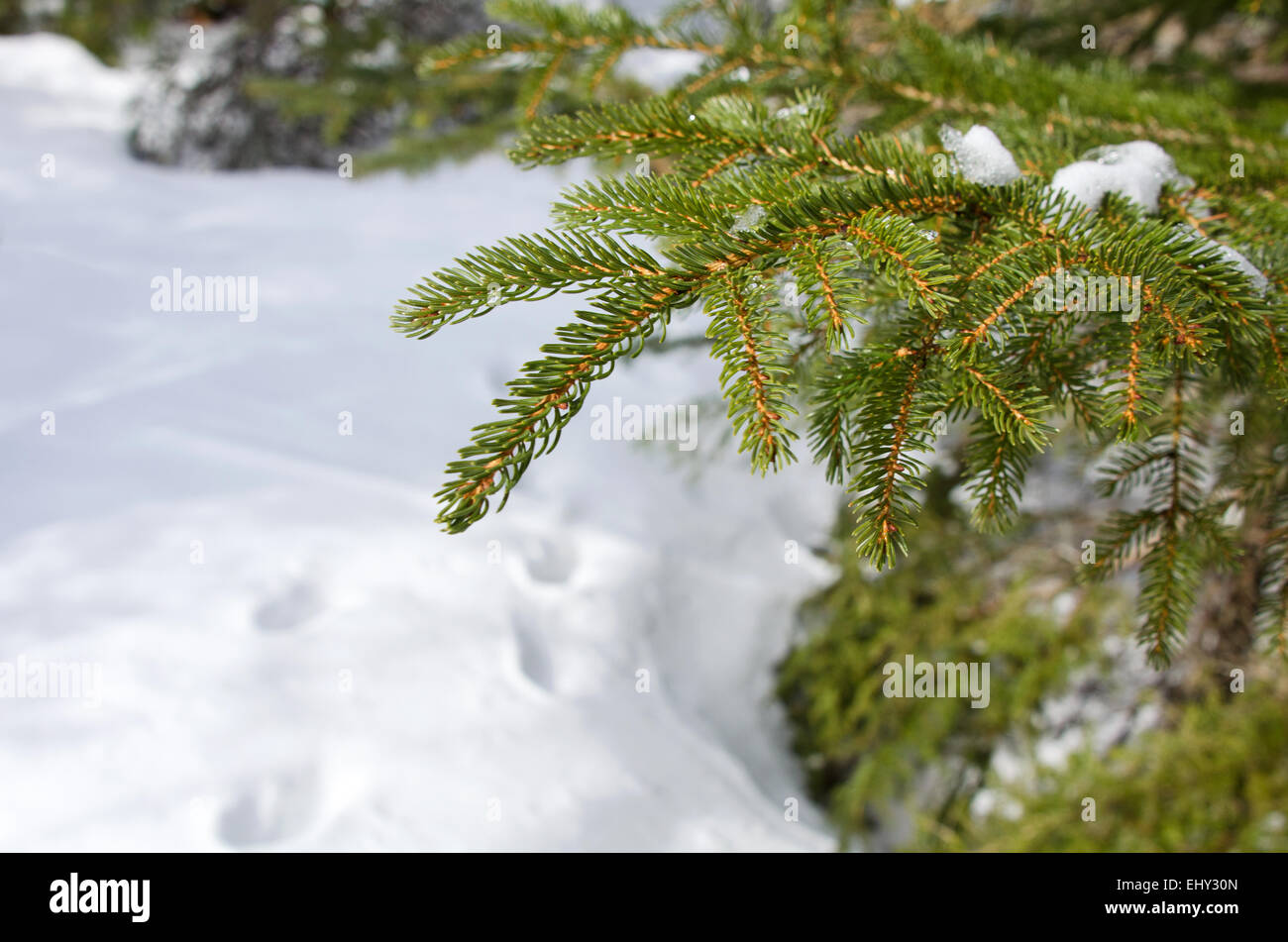 Red Spruce (Picea rubens) in winter, Acadia National Park, Bar Harbor ...
