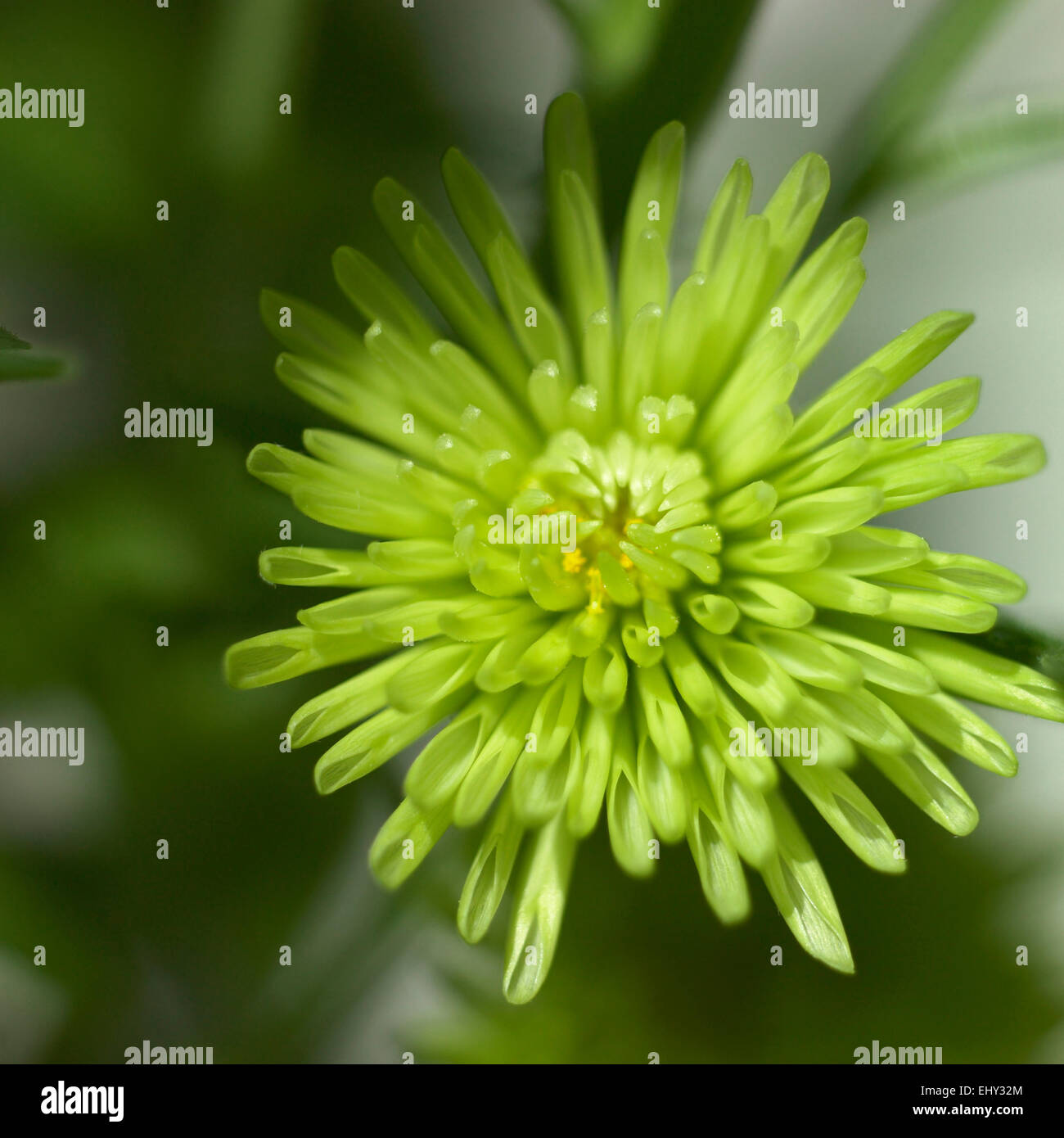 Floral reproductive parts hi-res stock photography and images - Alamy