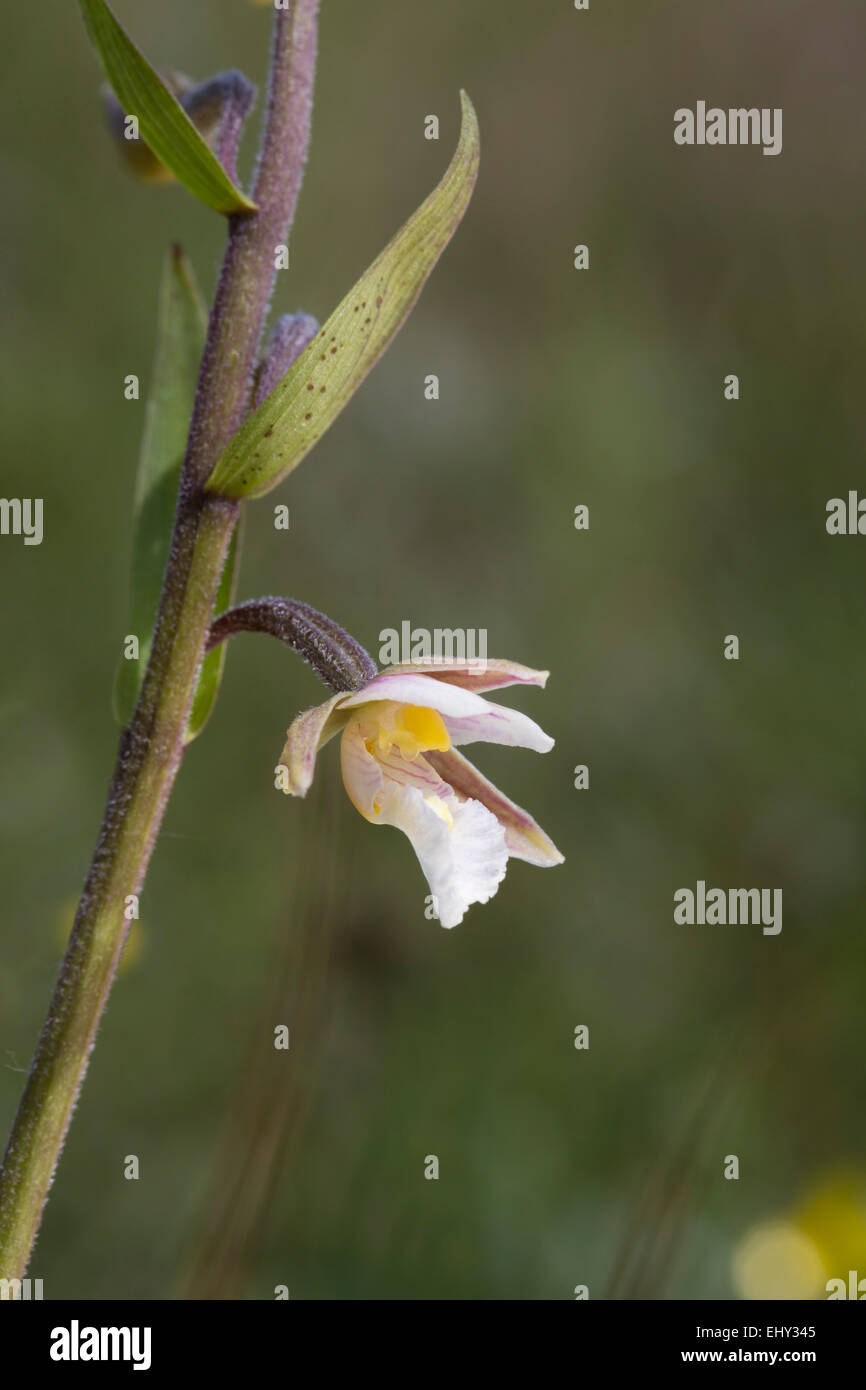 Marsh Helleborine Epipactis palustris Flower; Northumberland; UK Stock Photo - Alamy