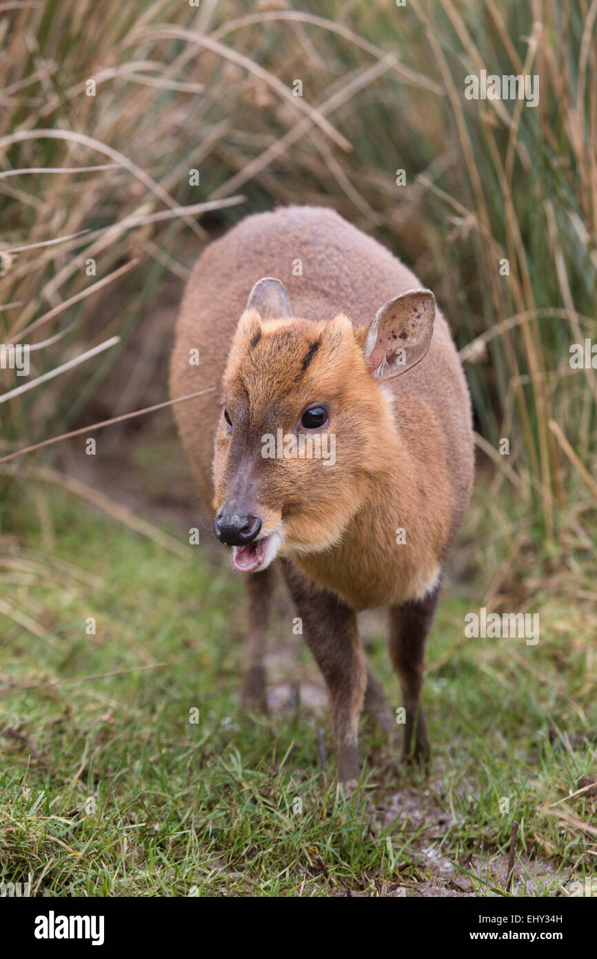 Muntjac Deer Muntiacus reevesi Single Male Devon; UK Stock Photo - Alamy
