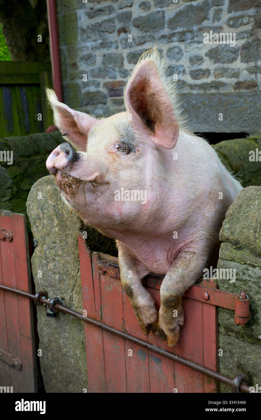 Pig; Single on Gate; Beamish Museum Northumberland; UK Stock Photo - Alamy