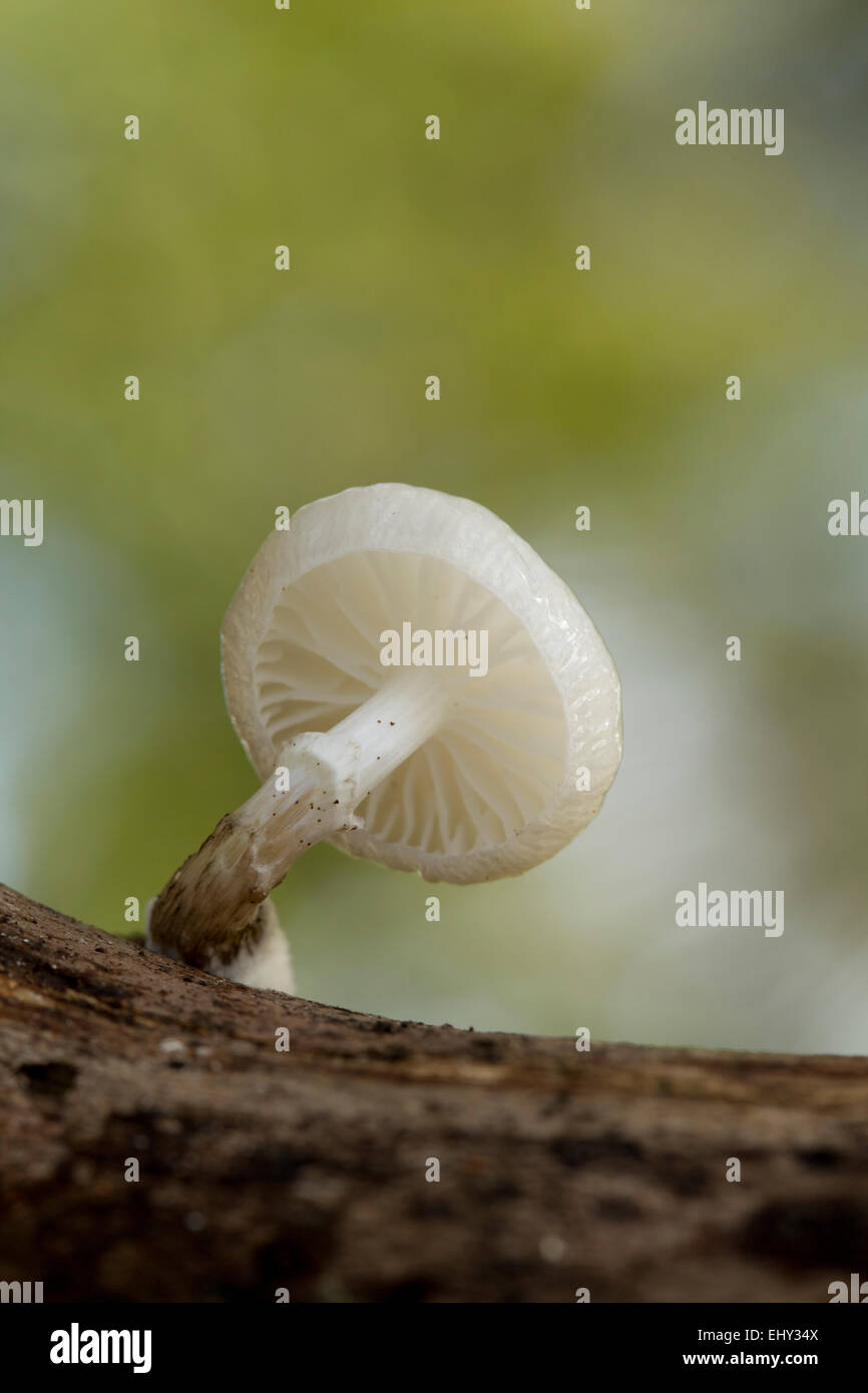 Porcelain Fungus; Oudemansiella mucida; Cornwall; UK Stock Photo - Alamy