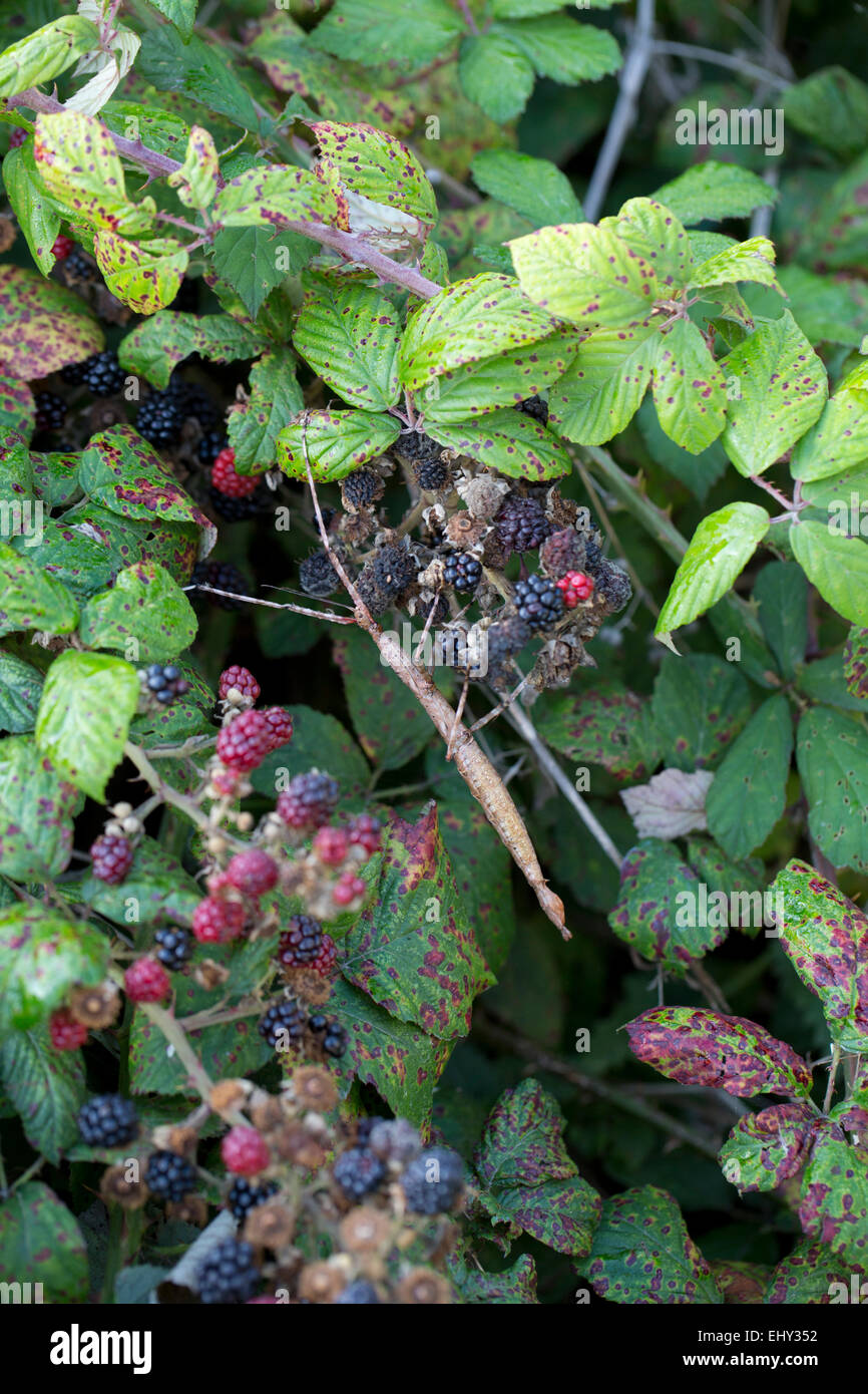 Prickly Stick Insect; Extatosoma tiaratum Single on Bramble; Isles of ...