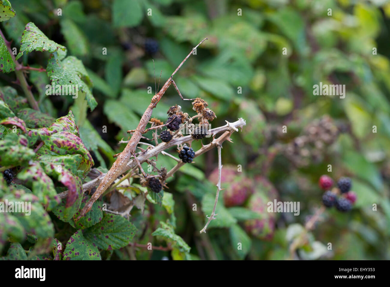 Prickly Stick Insect; Extatosoma tiaratum Single on Bramble; Isles of ...