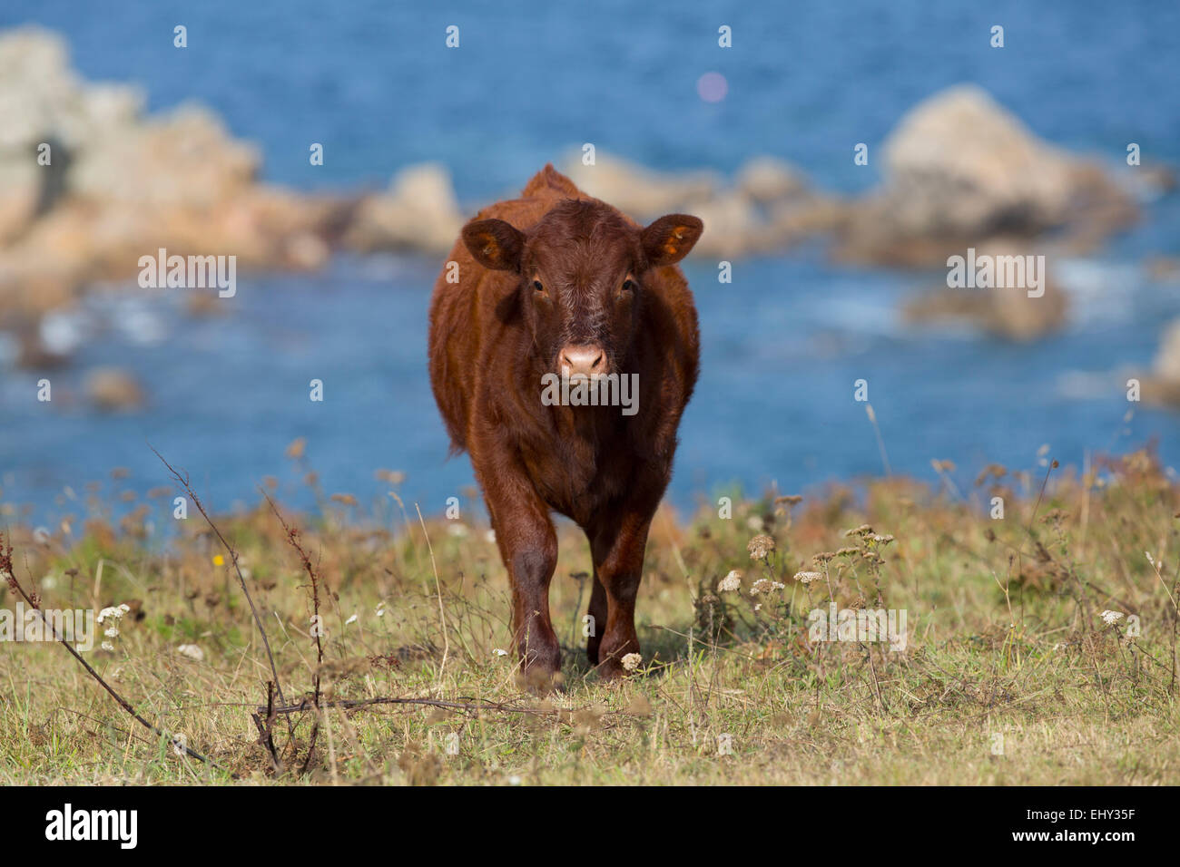 Ruby red cattle hi-res stock photography and images - Alamy