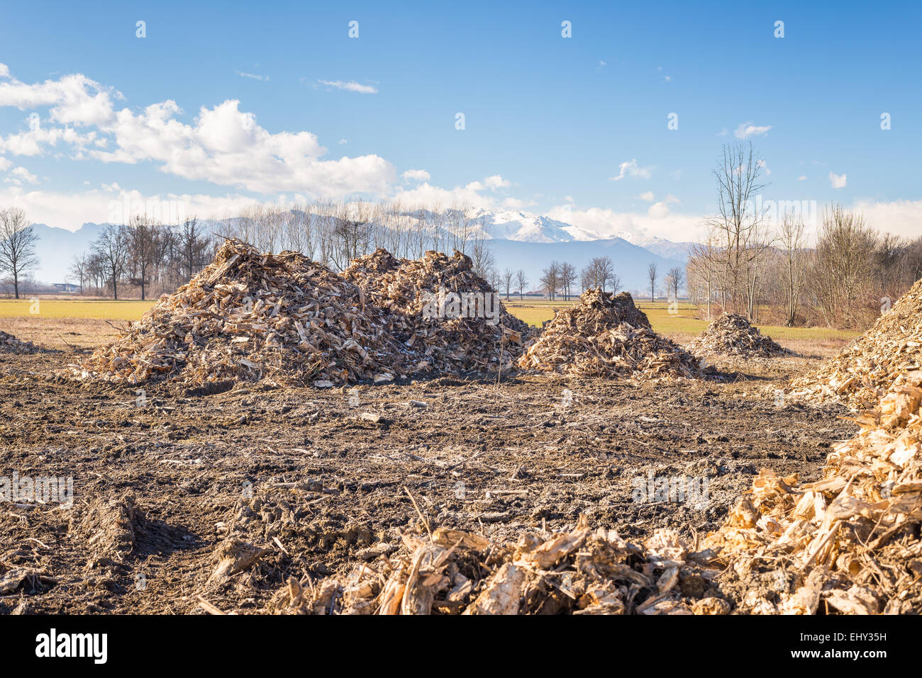 Piles of wooden fresh mulch outdoors on field, discard of timber ...