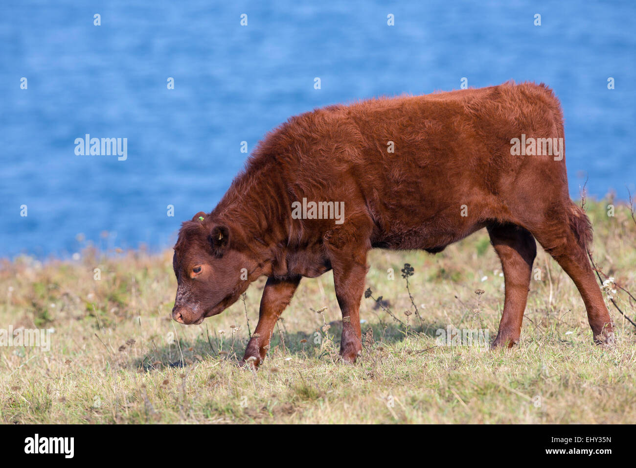 Ruby red cattle hi-res stock photography and images - Alamy