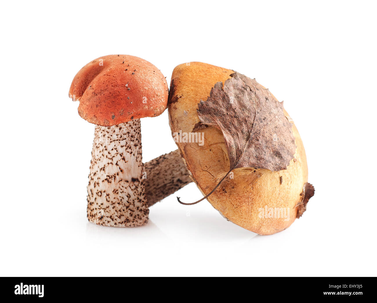 Orange brown grass Cut Out Stock Images & Pictures - Alamy