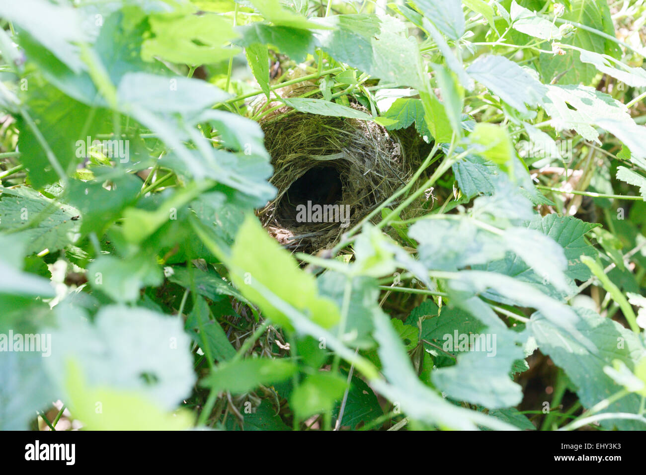 Phylloscopus trochilus. The nest of the Willow Warbler in nature Stock ...