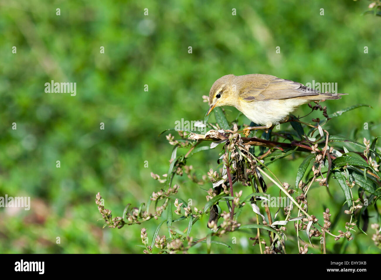 Leaf warbler (Willow Warbler?) (Phylloscopus sp). Timirjazevsky park ...