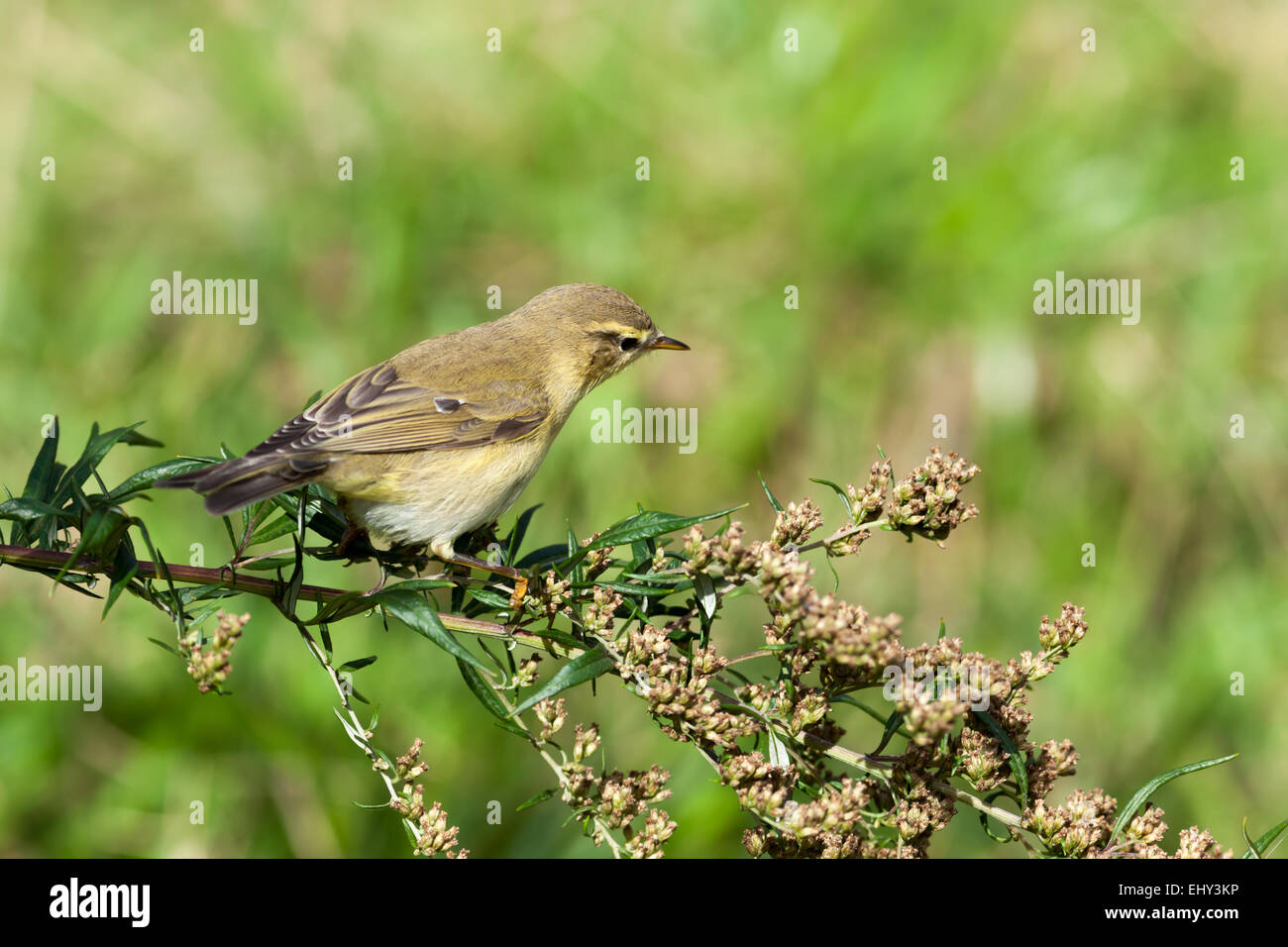 Leaf warbler (Willow Warbler?) (Phylloscopus sp). Timirjazevsky park ...