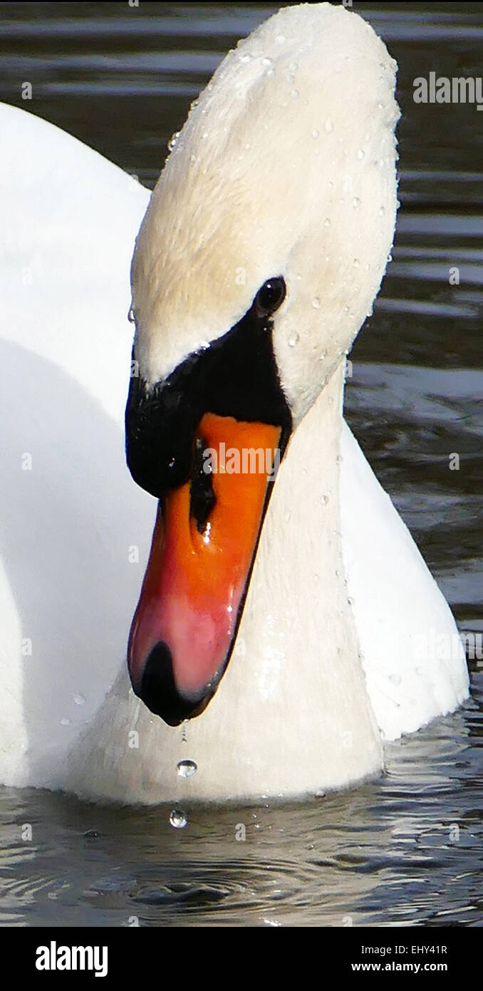 A swan on a lake with water droplets on its feathers and dripping from ...