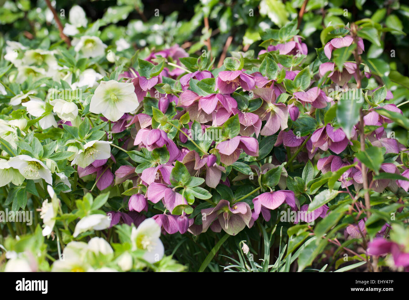 Spring border hellebores hi-res stock photography and images - Alamy