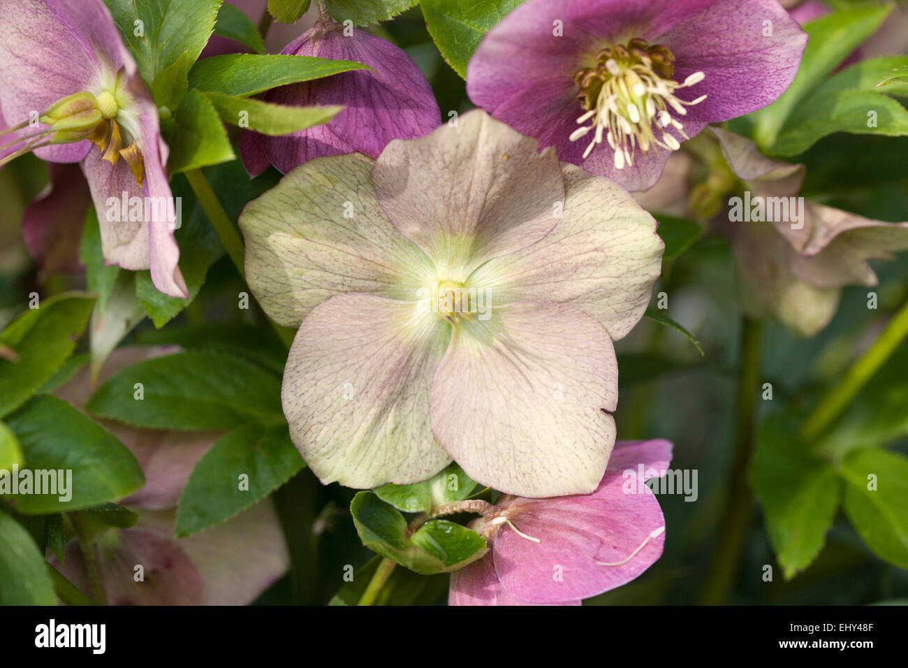 Beautiful hellebores hi-res stock photography and images - Alamy