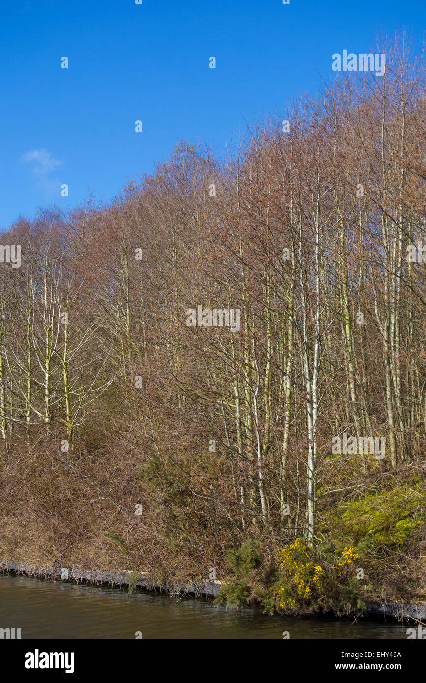 Common Alder ( Alnus glutinosa ) Trees in Winter, UK Stock Photo - Alamy