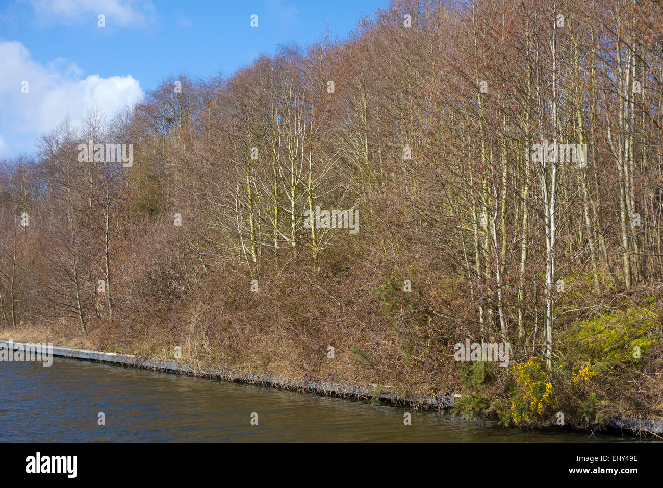 Common Alder ( Alnus glutinosa ) Trees in Winter, UK Stock Photo - Alamy
