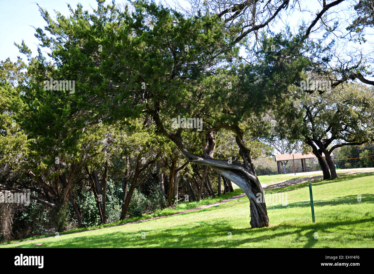 Twisty tree hi-res stock photography and images - Alamy