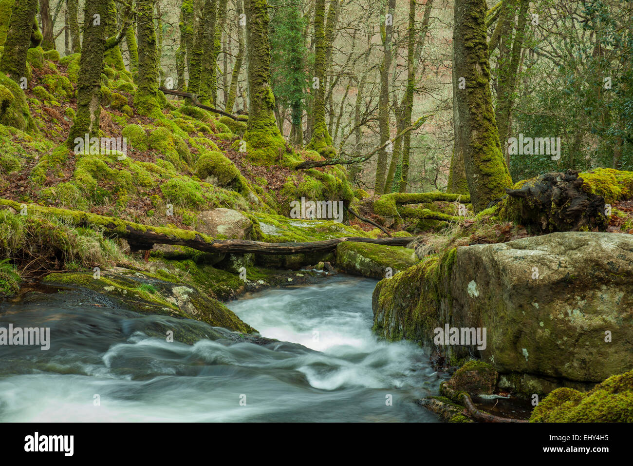 Early spring at Venford Brook, Dartmoor National Park, Devon, England ...