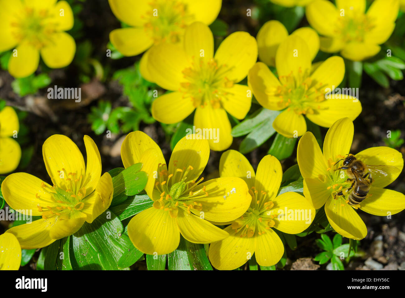 Yellow alpine flowers hi-res stock photography and images - Alamy