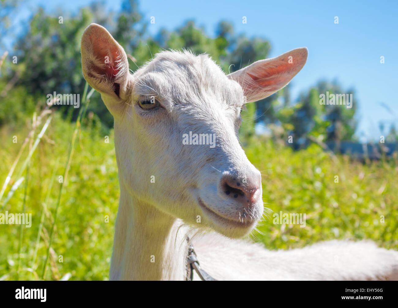 Close up of the goat's head in summer Stock Photo - Alamy