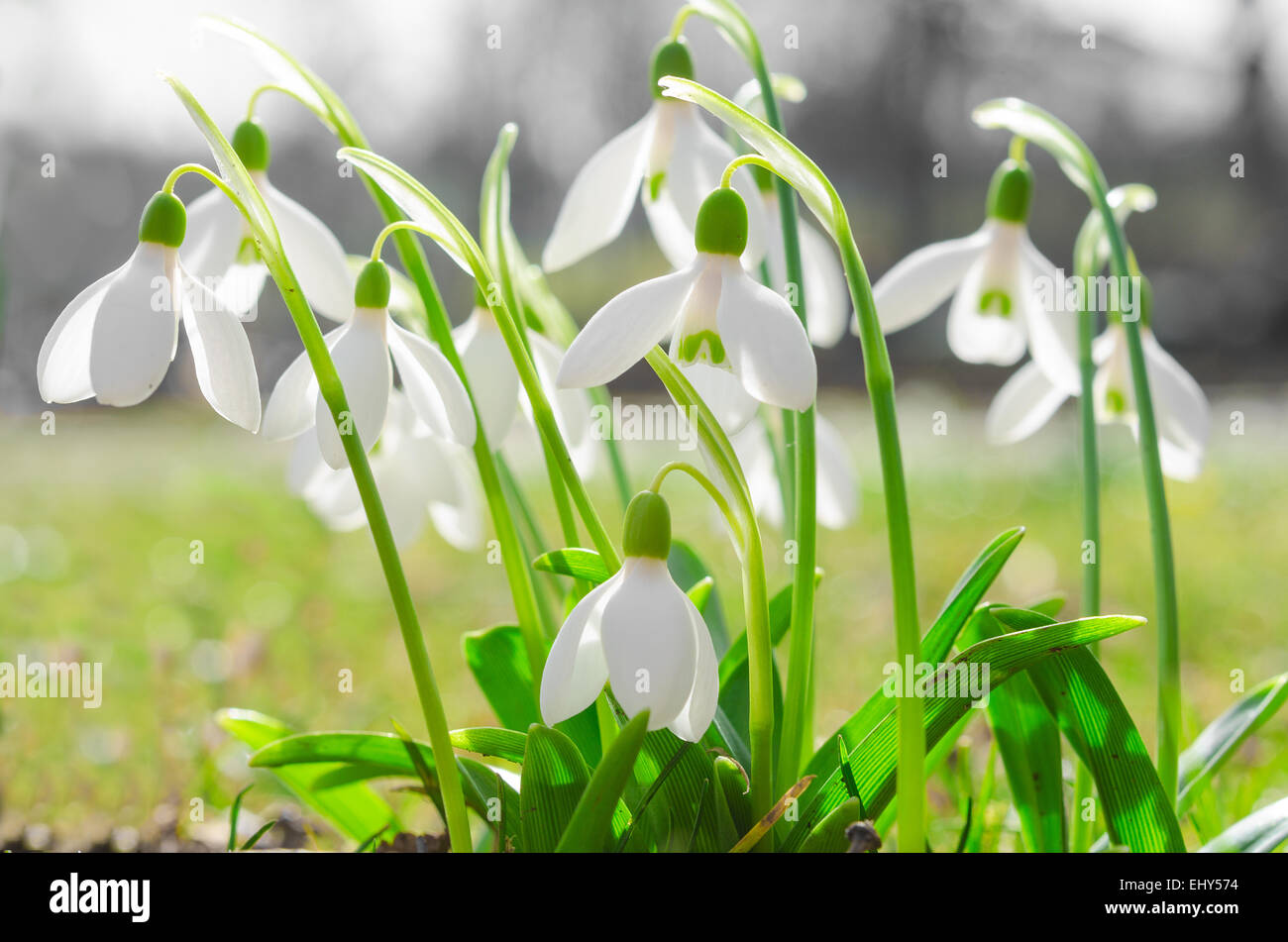 First spring flowers backlit snowdrops on sunshine Alpine glade Stock ...