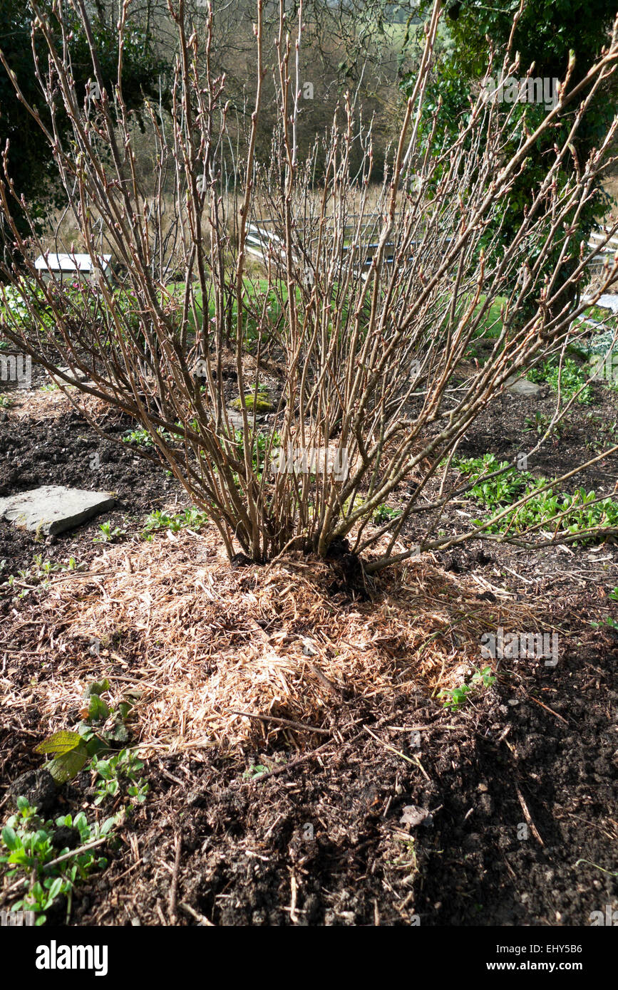 Backcurrant bush hi-res stock photography and images - Alamy